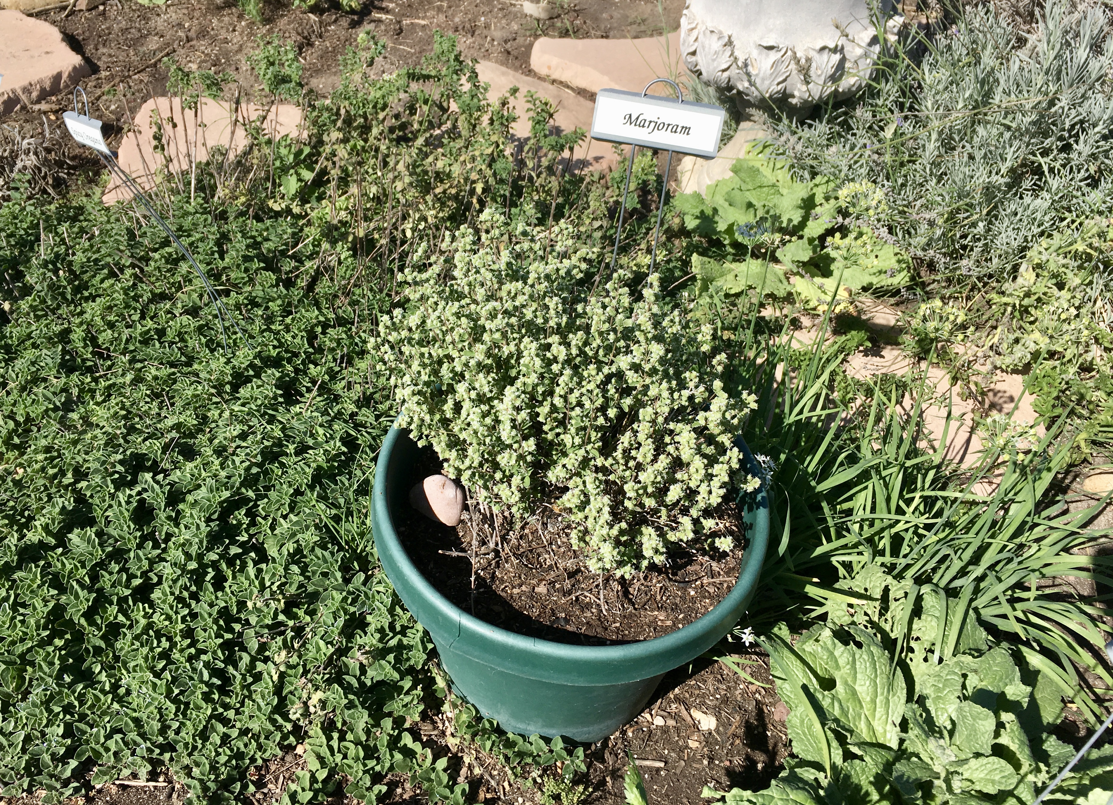 Growing Marjoram in a Pot – Organic Garden Club of Ventura County