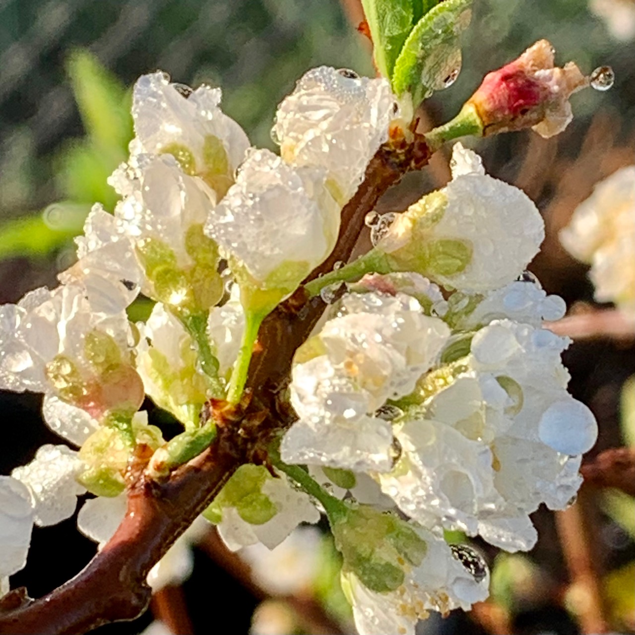 Arnold Bernstein – History of Apples – Organic Garden Club of Ventura ...