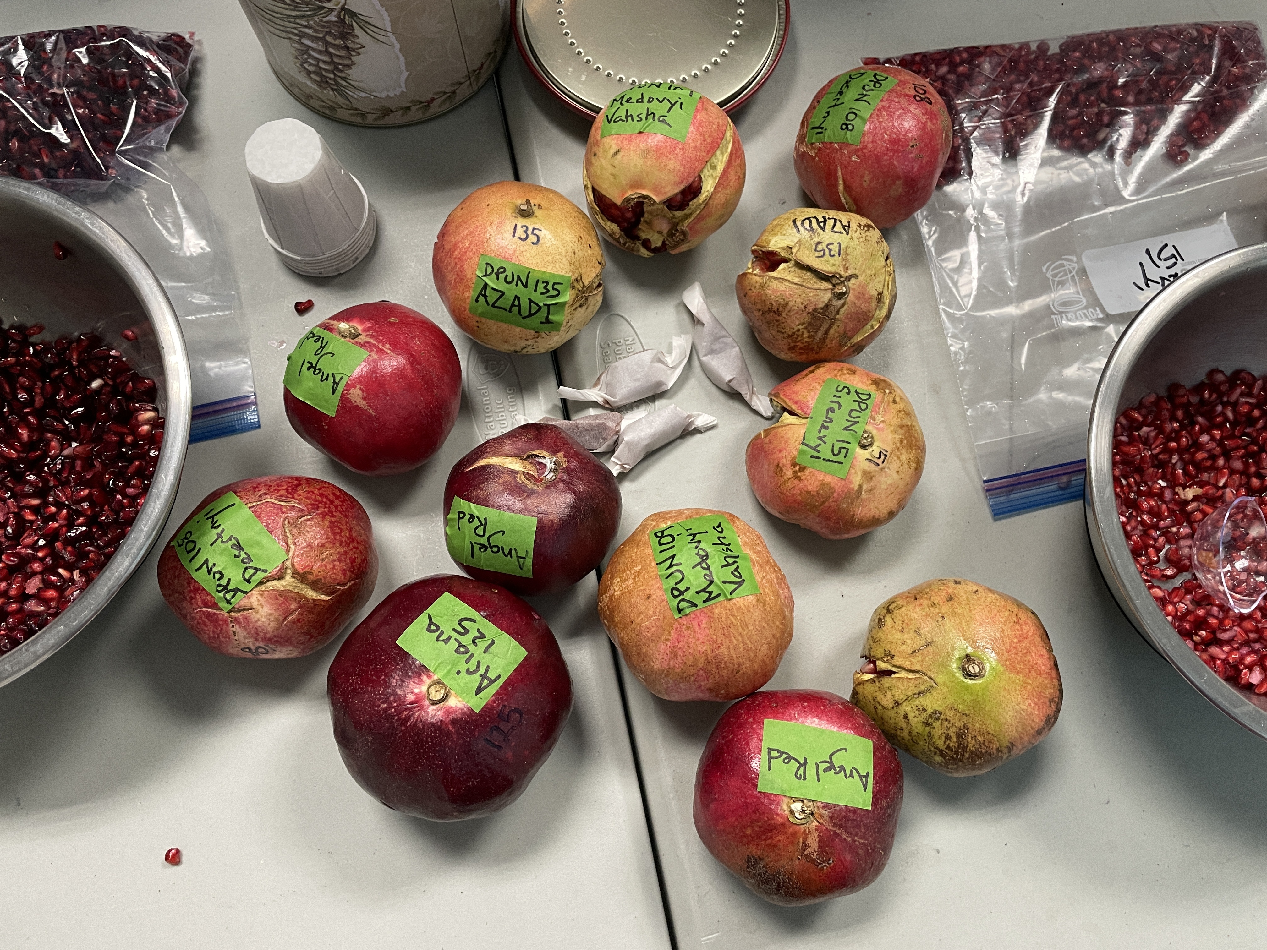 Pomegranate Taste Test – Organic Garden Club of Ventura County